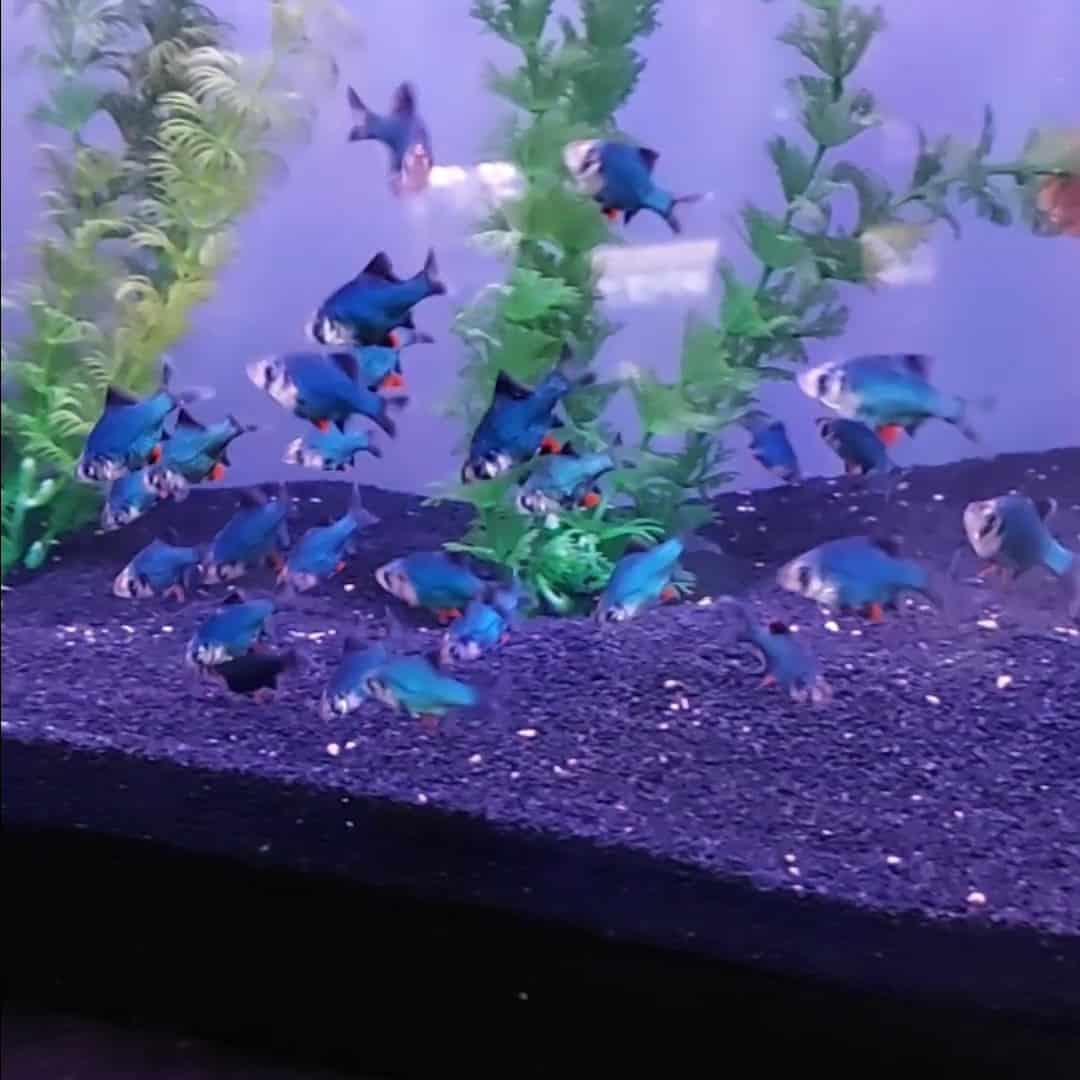 Treating Saltwater "Ich" - Aquatics Unlimited