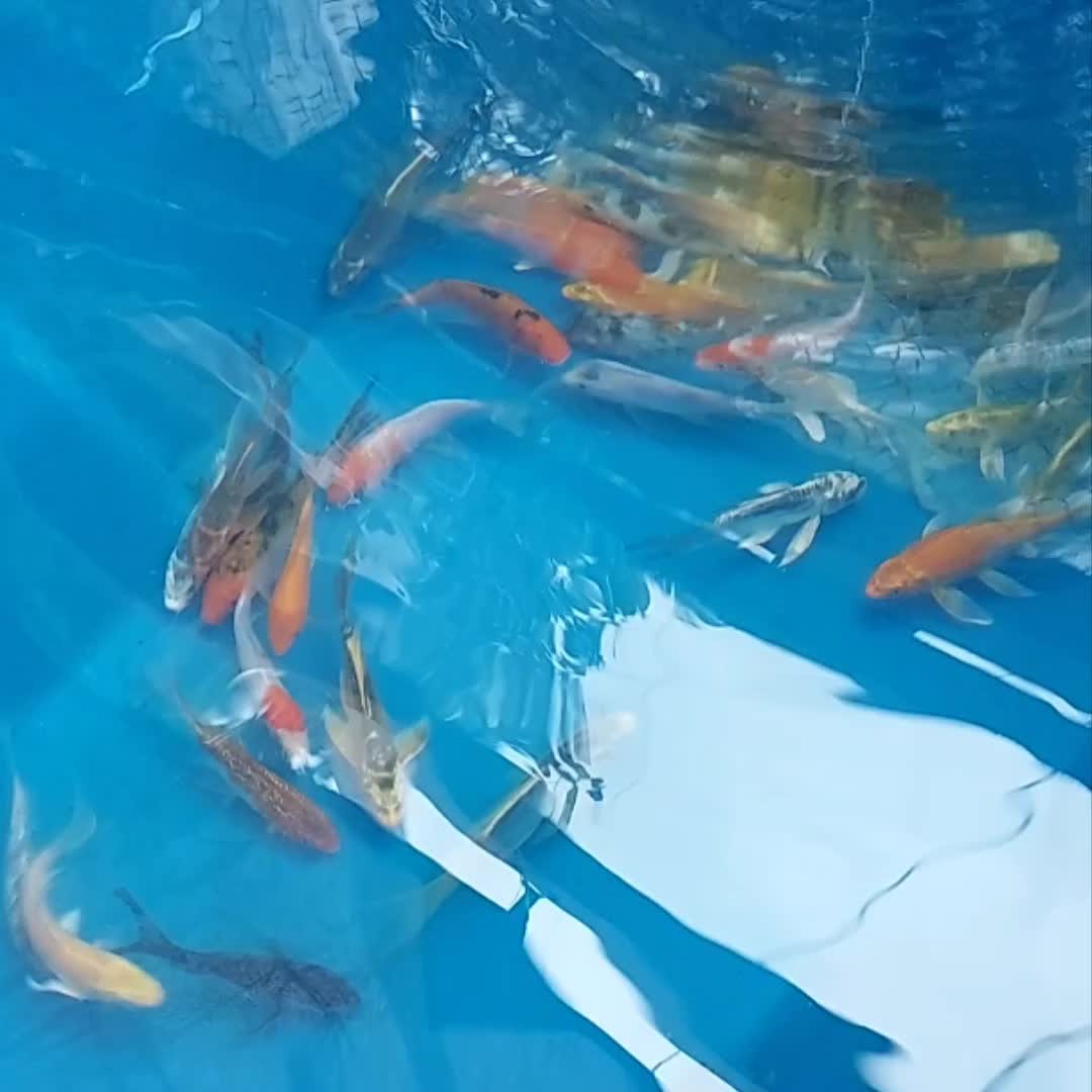 Treating Saltwater "Ich" - Aquatics Unlimited