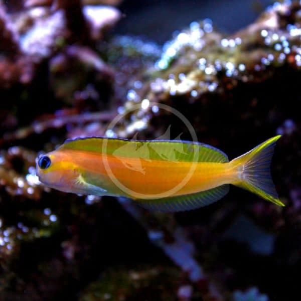 BLENNY - MIDAS GOLDEN Ecsenius midas - Aquatics Unlimited
