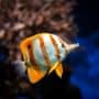 BUTTERFLY - COPPERBAND Chelmon rostratus - Aquatics Unlimited