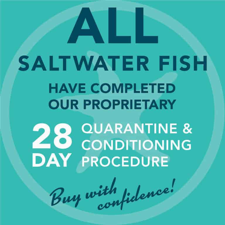 WRASSE - PENCIL BLACK HAT / ROYAL Pseudojuloides severnsi - Aquatics ...