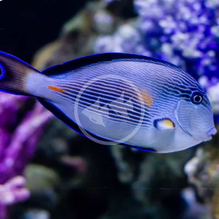 TANG - FOWLERI Acanthurus fowleri - Aquatics Unlimited