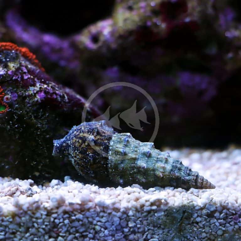 SNAIL - NASSARIUS Nassarius sp. - Aquatics Unlimited