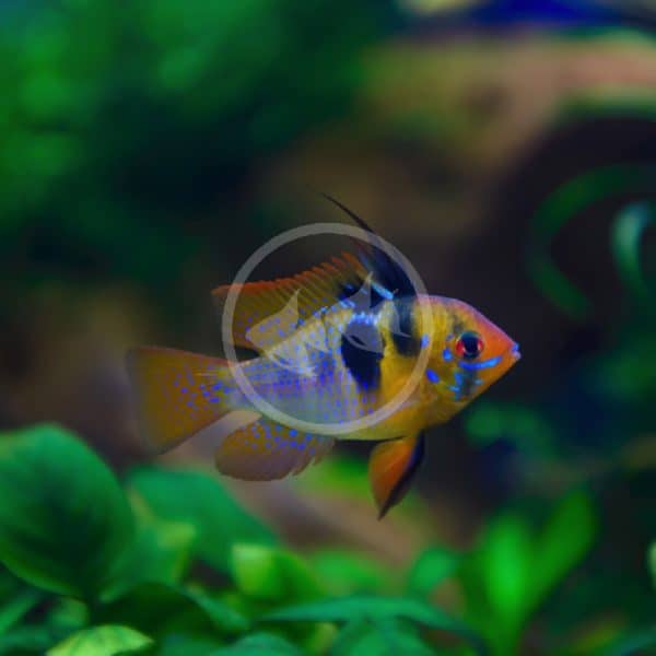 CICHLID - SEVERUM GREEN / TURQUOISE Heros efasciatus - Aquatics Unlimited