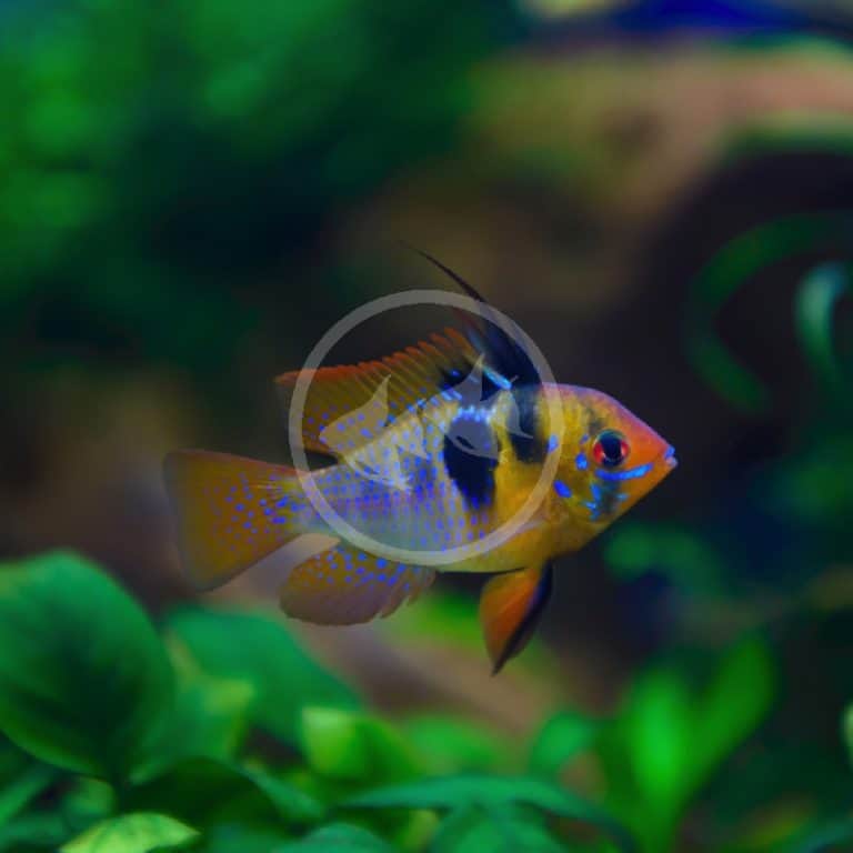 CICHLID - RAM GERMAN BLUE Mikrogeophagus ramirezi - Aquatics Unlimited
