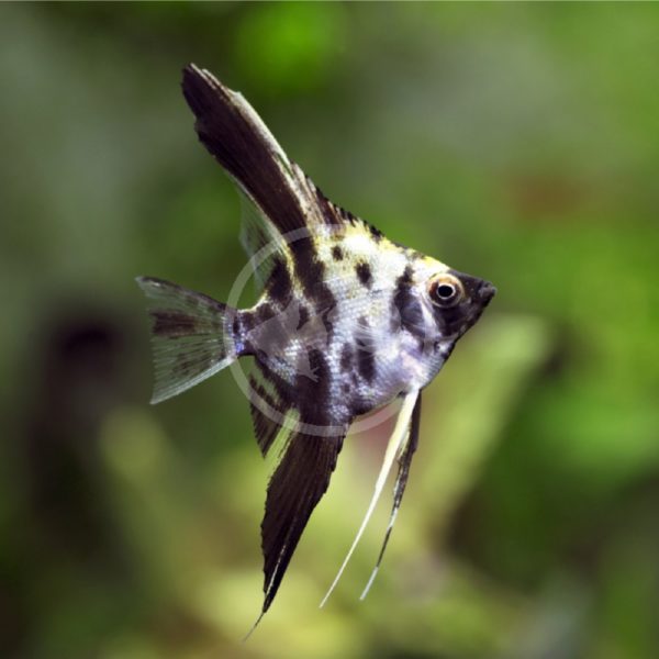 CICHLID - MARBLED FENESTRATUS Vieja fenestrata - Aquatics Unlimited