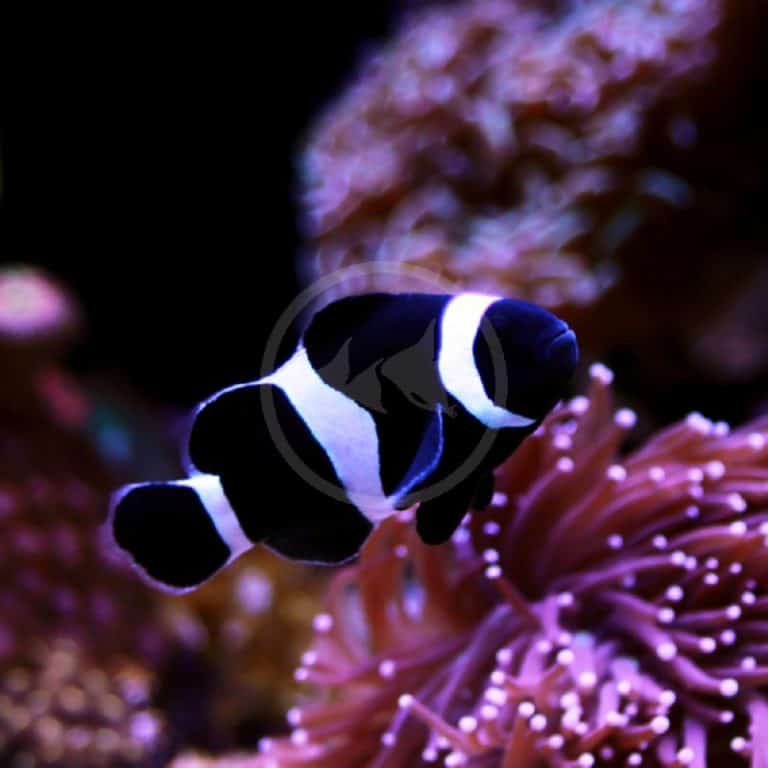 Home Page - Aquatics Unlimited
