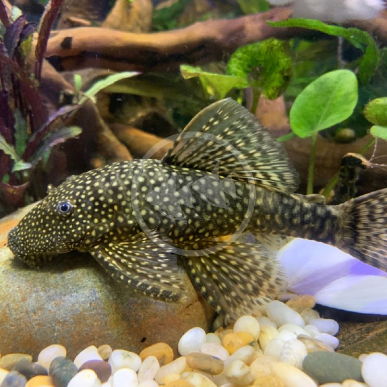PLECOSTOMUS - BRISTLENOSE ALBINO / GOLD Ancistrus sp. - Aquatics Unlimited