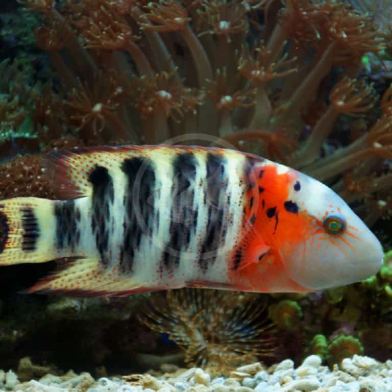 WRASSE - RED BREASTED MAORI Cheilinus fasciatus - Aquatics Unlimited