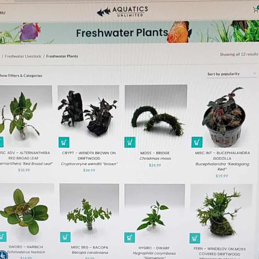 Treating Saltwater "Ich" - Aquatics Unlimited