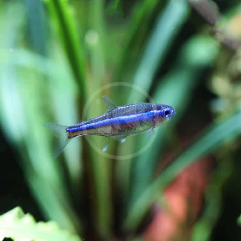 TETRA - LEMON Hyphessobrycon pulchripinnis - Aquatics Unlimited