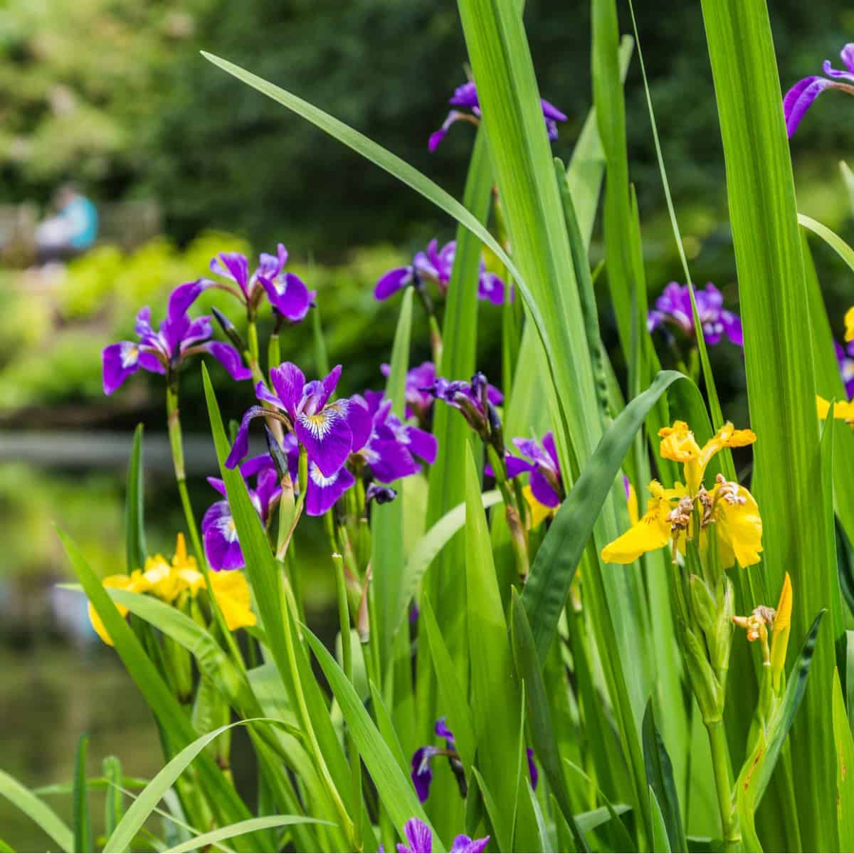 Caring for Pond Plants - Aquatics Unlimited