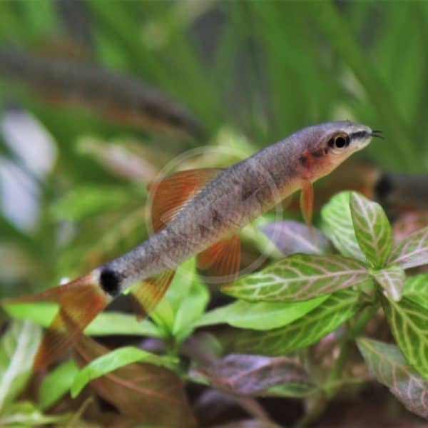 SHARK - BALA Balantiocheilos melanopterus - Aquatics Unlimited