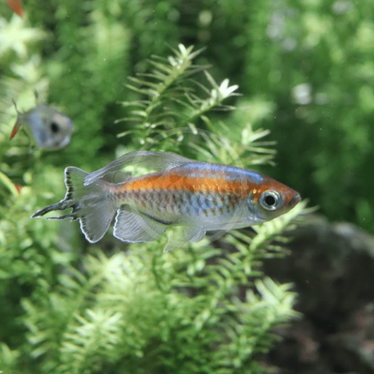 TETRA - CONGO Phenacogrammus interruptus - Aquatics Unlimited