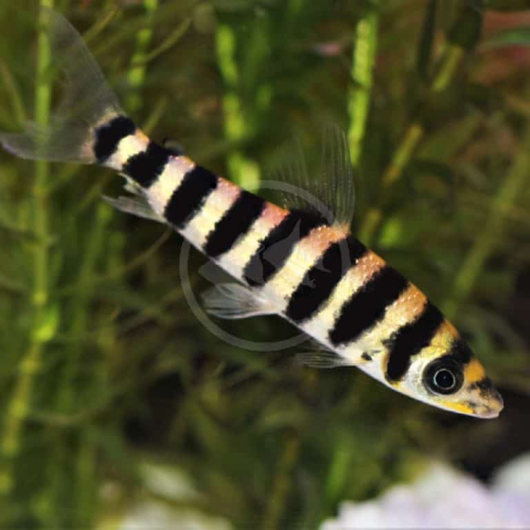 TETRA - LEPORINUS BLACK BANDED Leporinus fasciatus - Aquatics Unlimited