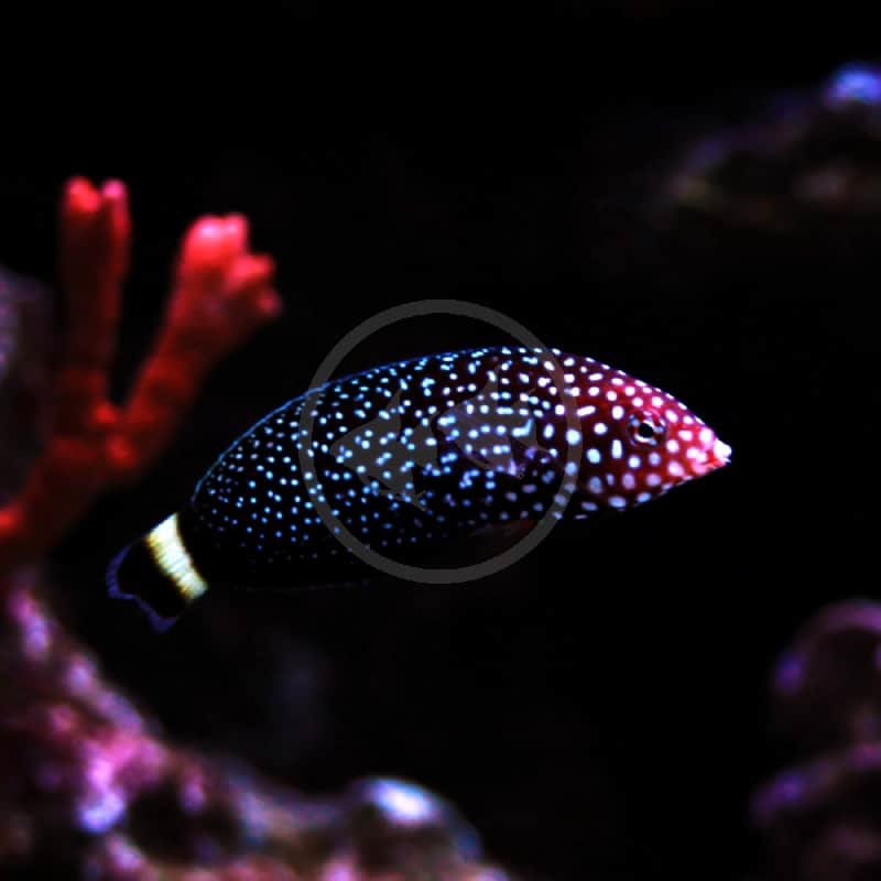 WRASSE - TAMARIN SPOTTED YELLOW TAIL Anampses meleagrides - Aquatics ...