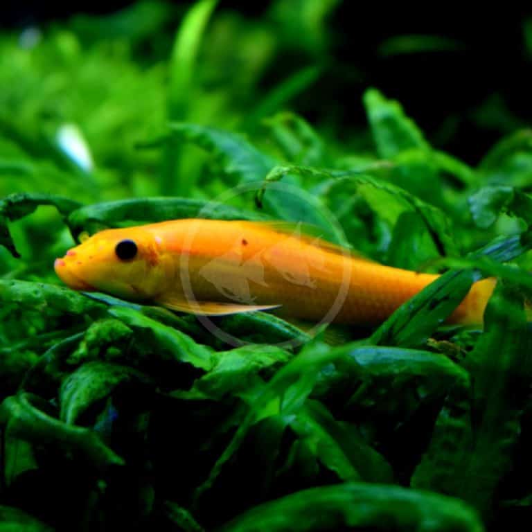 ALGAE EATER - CHINESE GOLD Gyrinocheilus aymonieri - Aquatics Unlimited