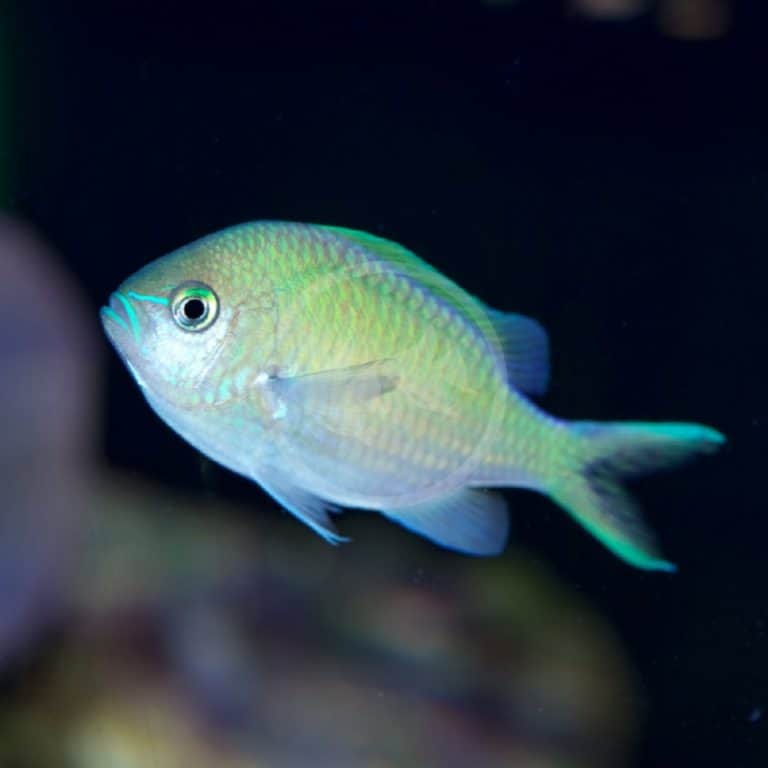 CHROMIS - GREEN Chromis viridis - Aquatics Unlimited