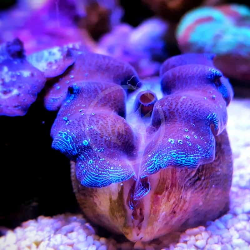 ANGEL DWARF - MULTIBAR Paracentropyge multifasciata - Aquatics Unlimited
