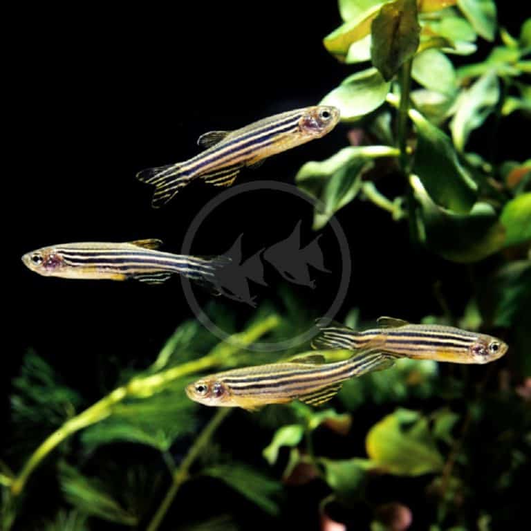 Danios Archives - Aquatics Unlimited