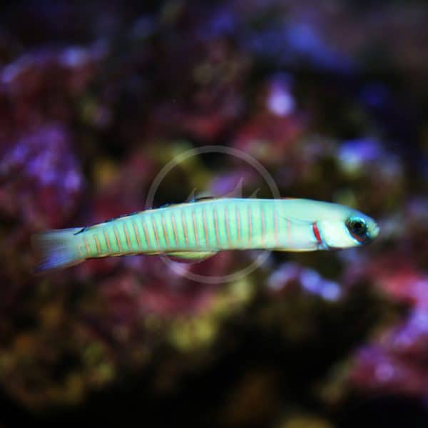 BARB - DENISONII / ROSELINE SHARK GOLD Sahyadria denisonii - Aquatics ...