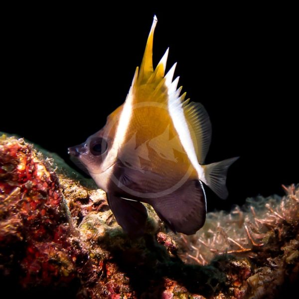 BUTTERFLY - HENIOCHUS BROWN / HUMP HEAD Heniochus varius - Aquatics ...