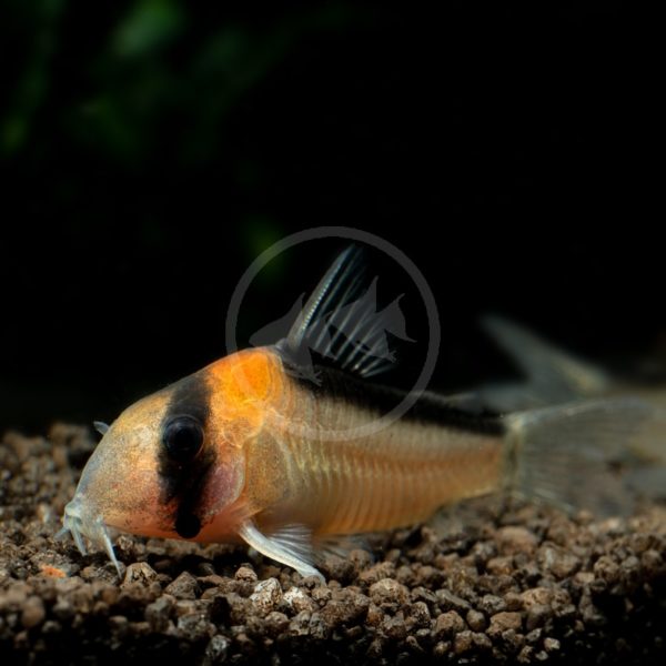 CATFISH - CORYDORAS ADOLFOI Corydoras adolfoi - Aquatics Unlimited