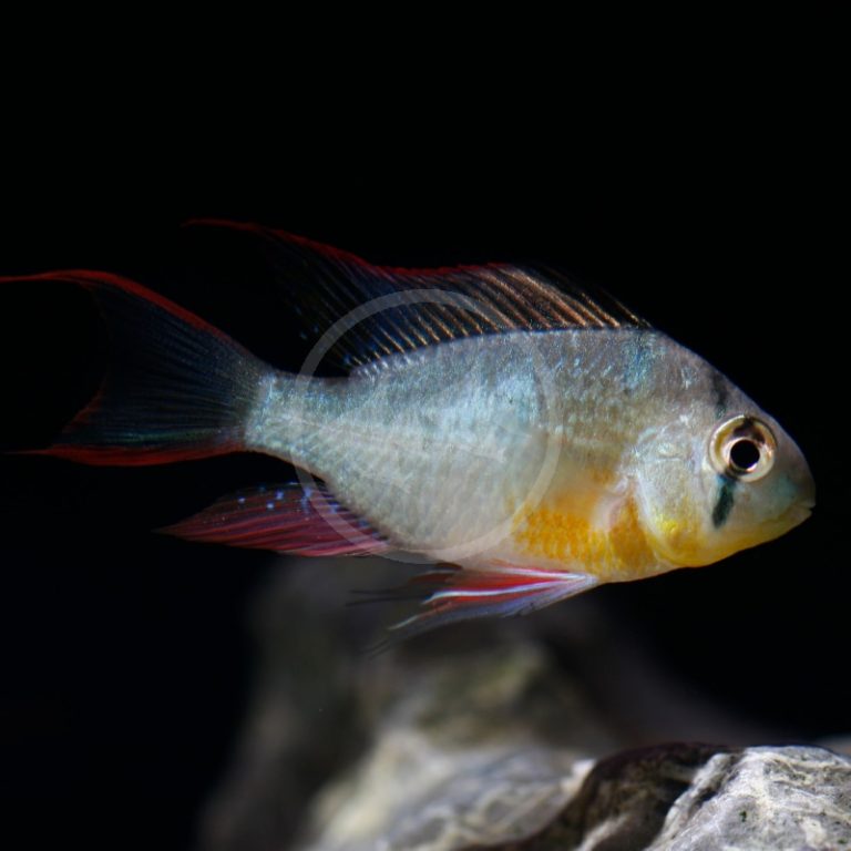 CICHLID - MARBLED FENESTRATUS Vieja fenestrata - Aquatics Unlimited