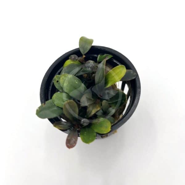 MISC INT - BUCEPHALANDRA Bucephalandra "Black Pearl" - Aquatics Unlimited