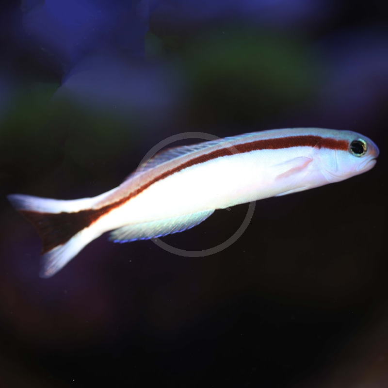 WRASSE - FAIRY PINK MARGIN Cirrhilabrus rubrimarginatus - Aquatics ...