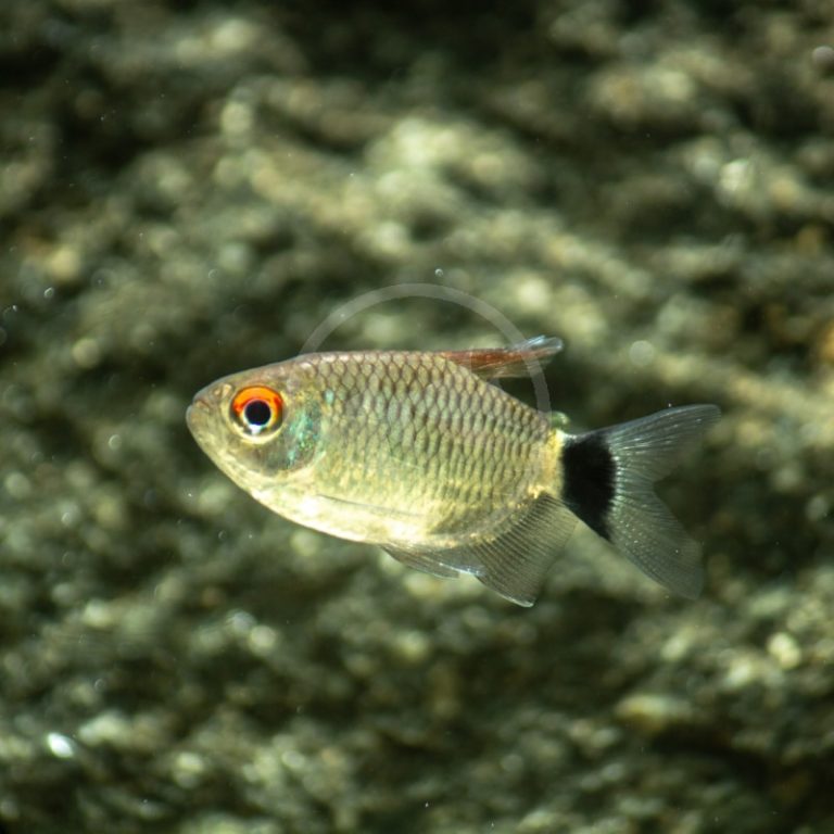 TETRA - RED EYE BALLOON Moenkhausia sanctaefilomenae - Aquatics Unlimited