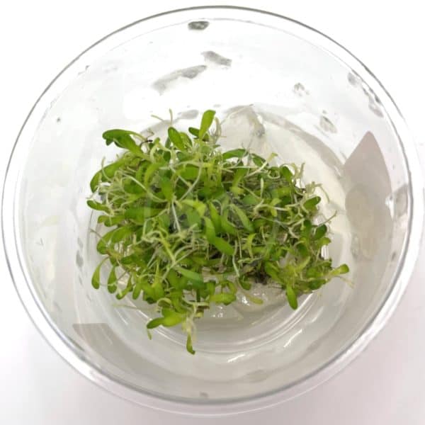 TISSUE CULTURE UNS - DWARF HAIRGRASS Eleocharis parvulus 'mini ...