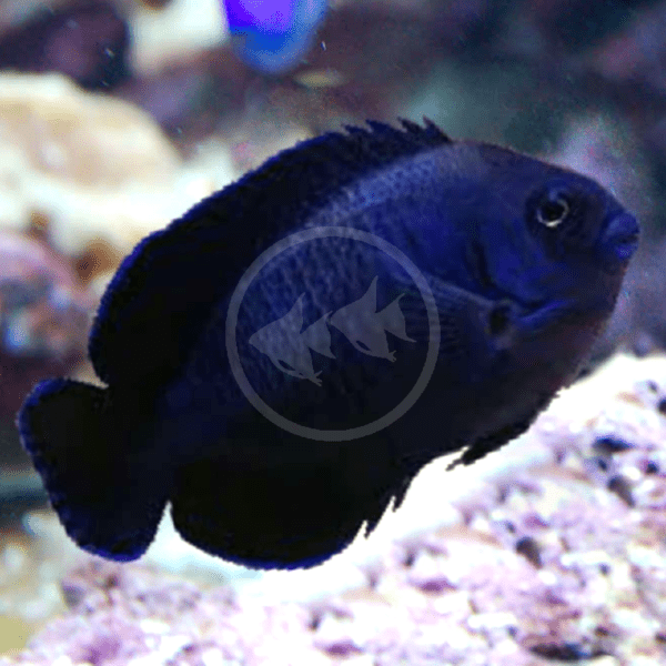 ANGEL - WATANABEI Genicanthus watanabei - Aquatics Unlimited