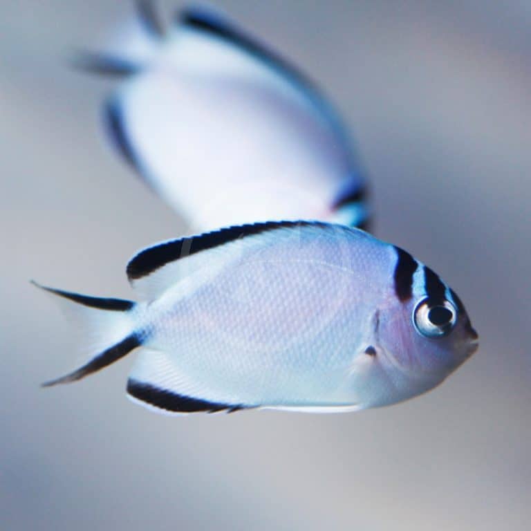 ANGEL - WATANABEI Genicanthus watanabei - Aquatics Unlimited