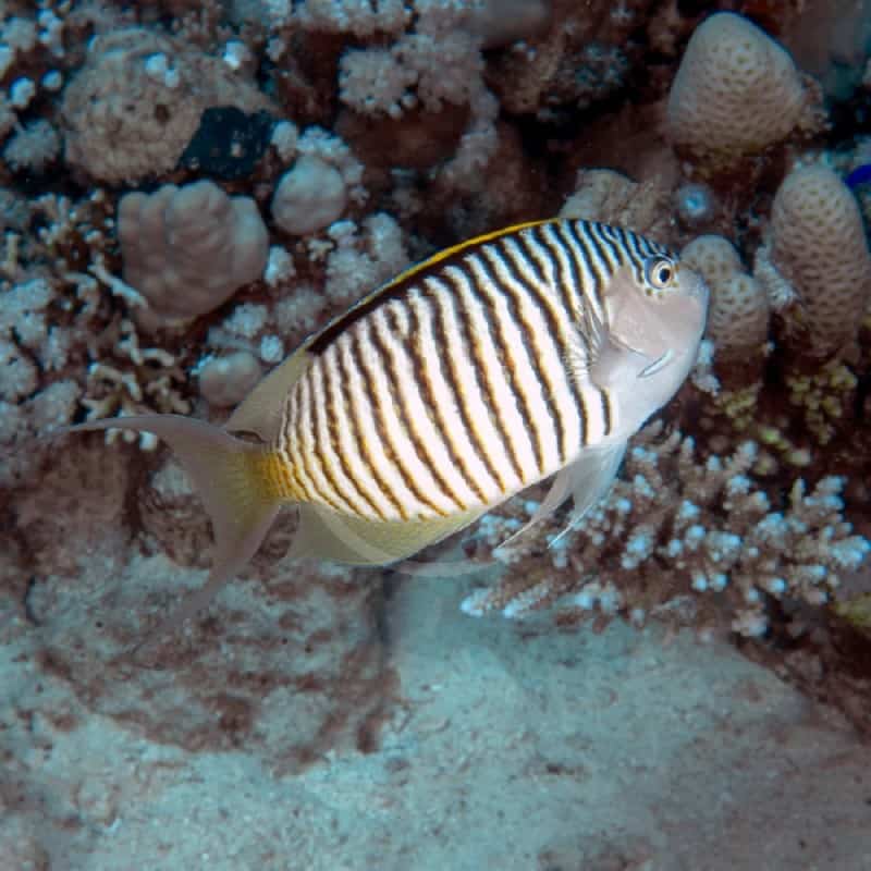 ANGEL - ZEBRA SWALLOWTAIL / SPOTBREAST PAIR Genicanthus melanospilos ...