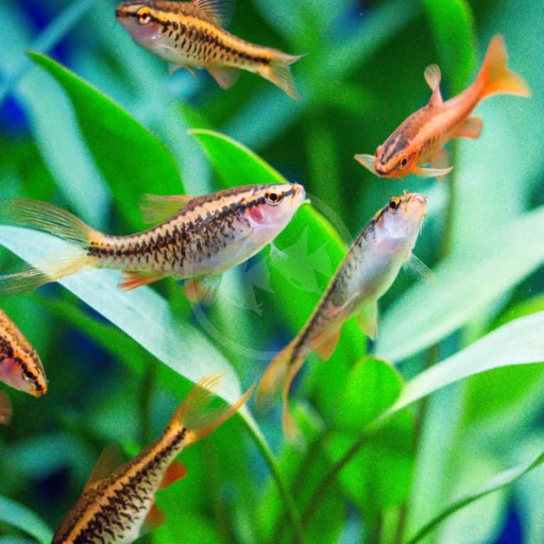 BARB - CHECKERBOARD Oliotius oligolepis - Aquatics Unlimited