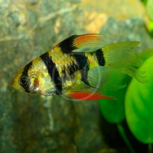 BARB - TIGER ALBINO Puntigrus tetrazona - Aquatics Unlimited