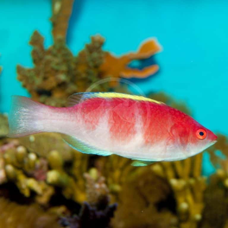 WRASSE - FAIRY SPLENDID PINTAIL Cirrhilabrus isosceles - Aquatics Unlimited