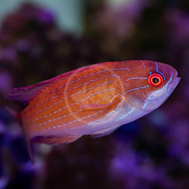 WRASSE - FLASHER EIGHT LINE Paracheilinus octotaenia - Aquatics Unlimited