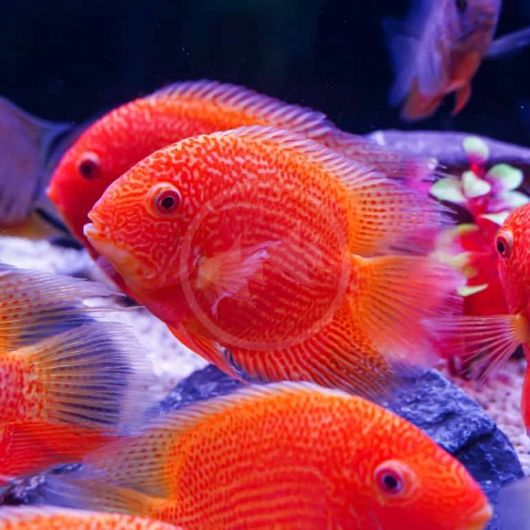 CICHLID - SEVERUM RED VEIN / SUPER RED SPOT / VOLCANO Heros sp ...