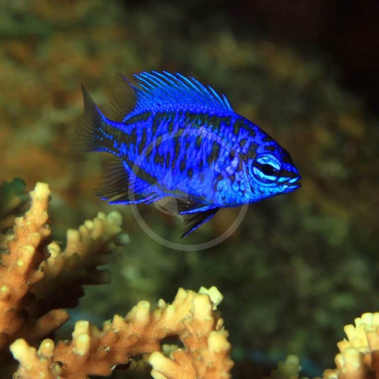 DAMSEL - SPRINGERS Chrysiptera springeri - Aquatics Unlimited