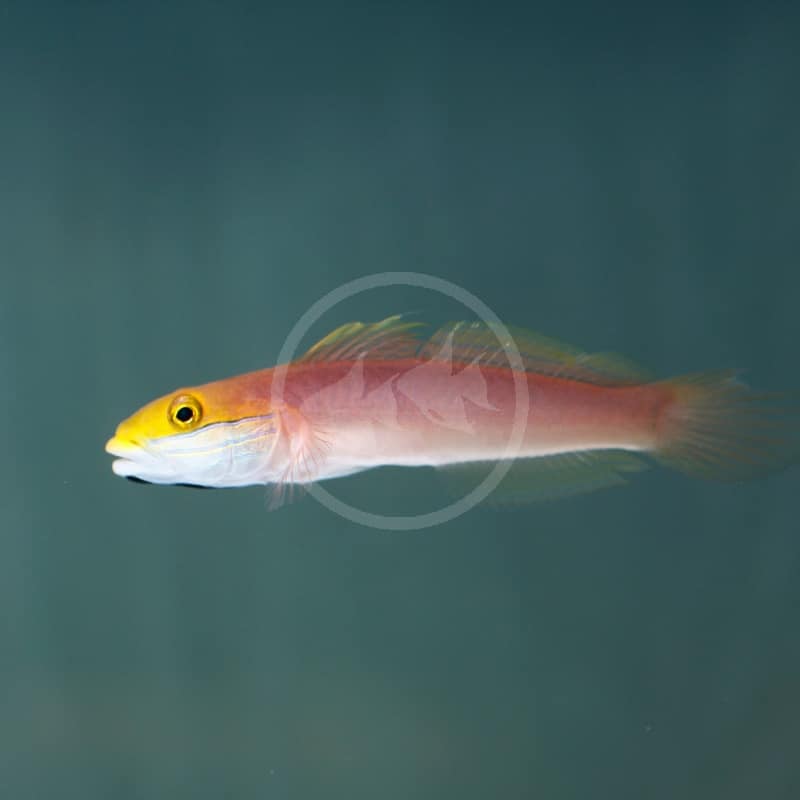 GOBY - SLEEPER BELLA Valenciennea bella - Aquatics Unlimited