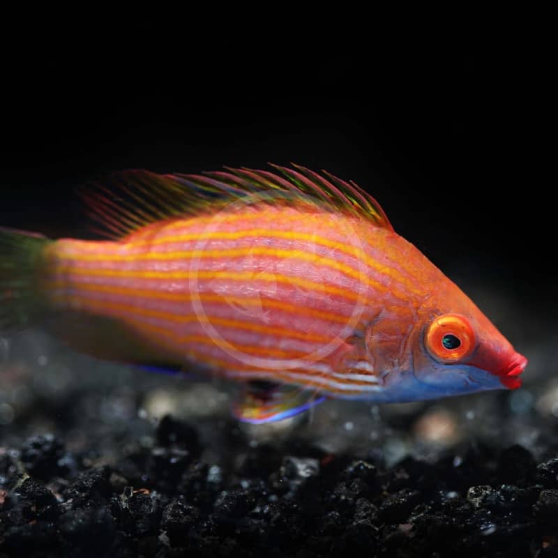WRASSE - PELVIC-SPOT CRYPTIC Pseudocheilinops ataenia - Aquatics Unlimited