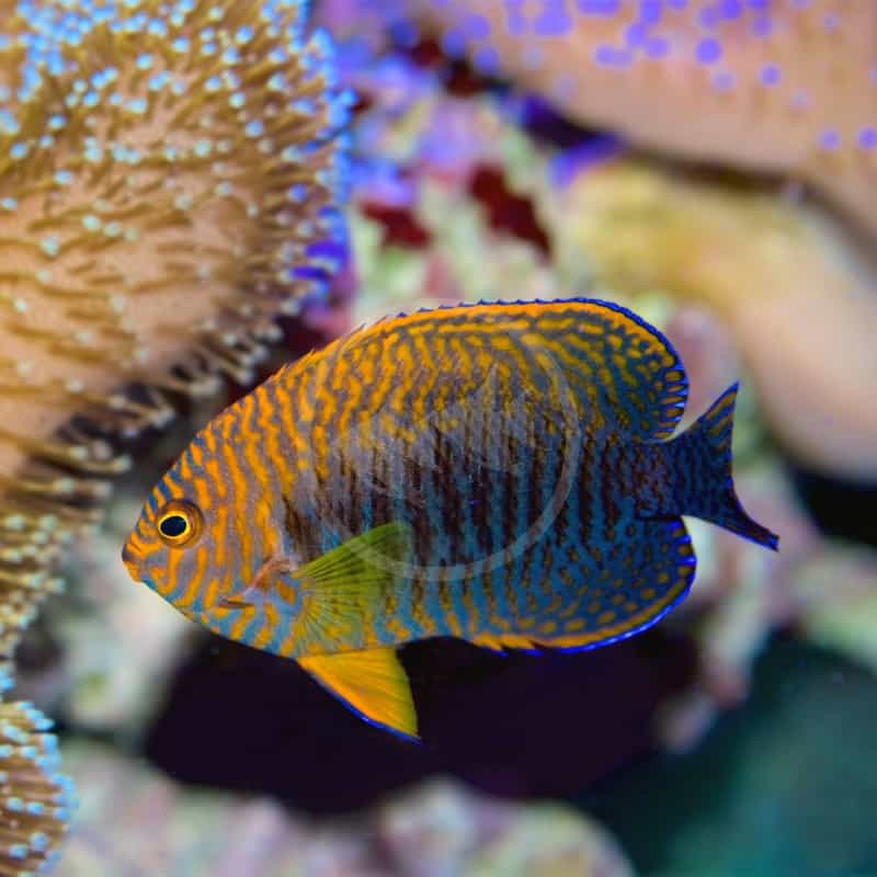 ANGEL DWARF - POTTERS Centropyge potteri - Aquatics Unlimited