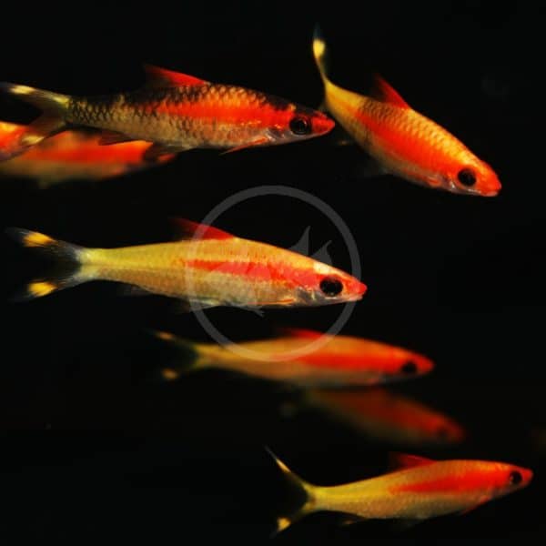BARB - DENISONII / ROSELINE SHARK GOLD Sahyadria denisonii - Aquatics ...