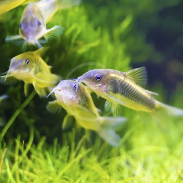 CATFISH - CORYDORAS GOLD LASER Corydoras sp. CW010 - Aquatics Unlimited