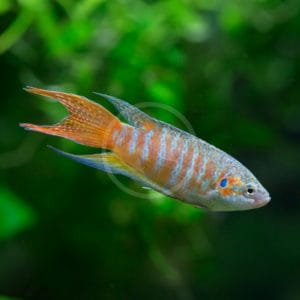 BASSLET - RAINBOW Liopropoma fasciatum - Aquatics Unlimited