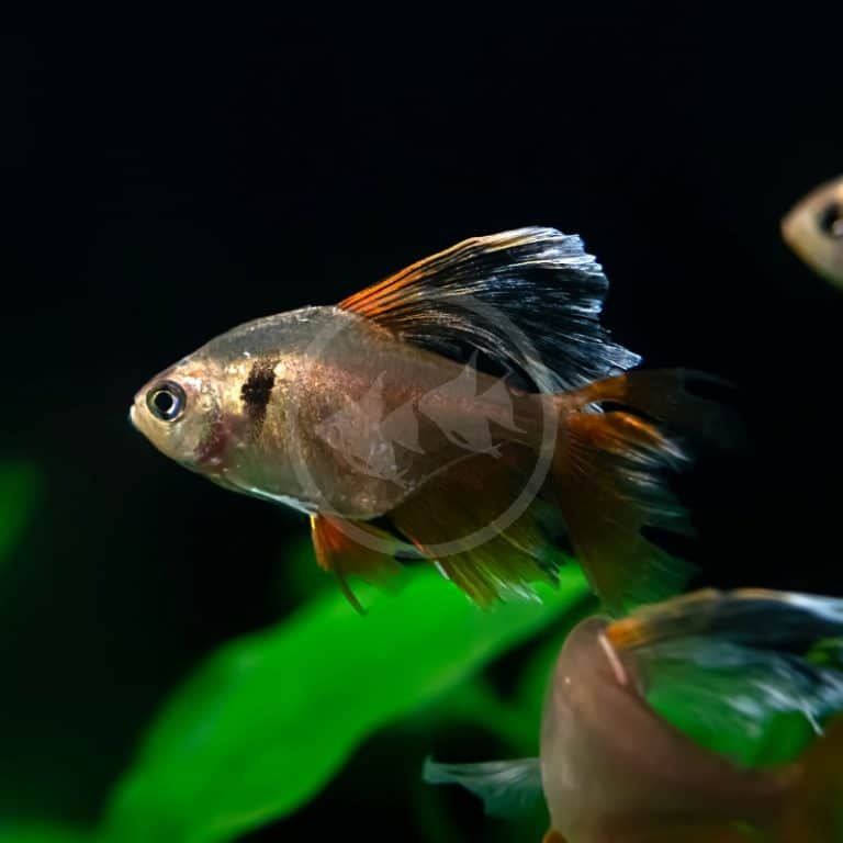 TETRA - SERPAE HIFIN Hyphessobrycon eques - Aquatics Unlimited