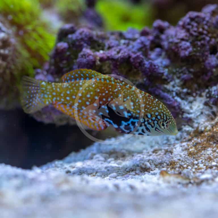 WRASSE - LEOPARD VERMICULATE Macropharyngodon bipartitus - Aquatics ...
