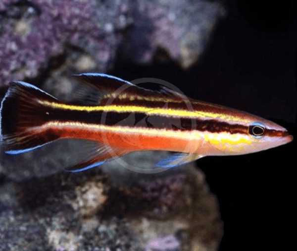 BASSLET - RAINBOW Liopropoma fasciatum - Aquatics Unlimited